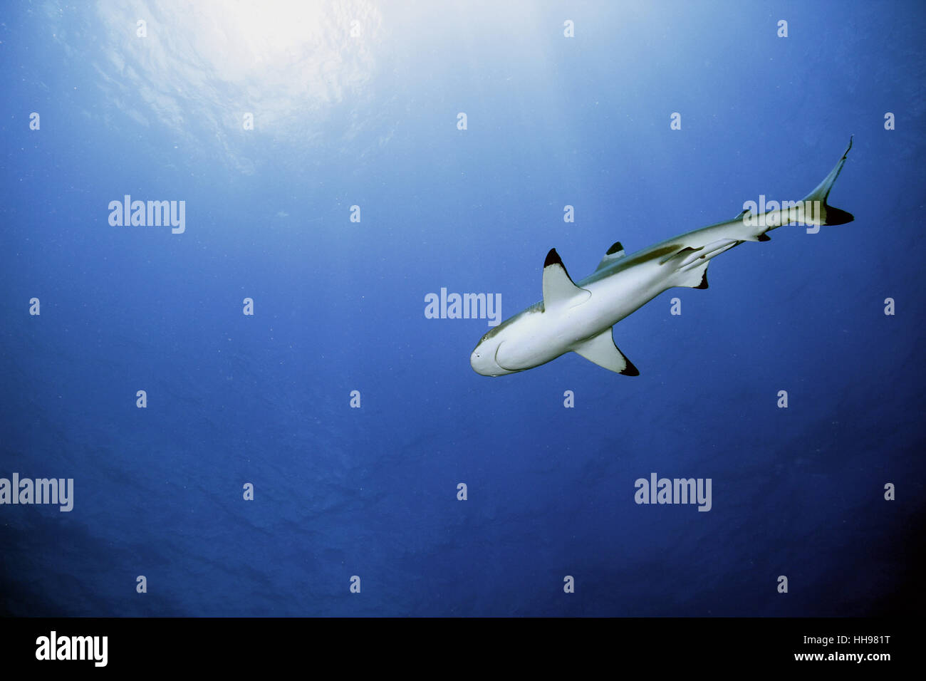 pacific, salt water, sea, ocean, water, dive, shark, pacific, salt ...