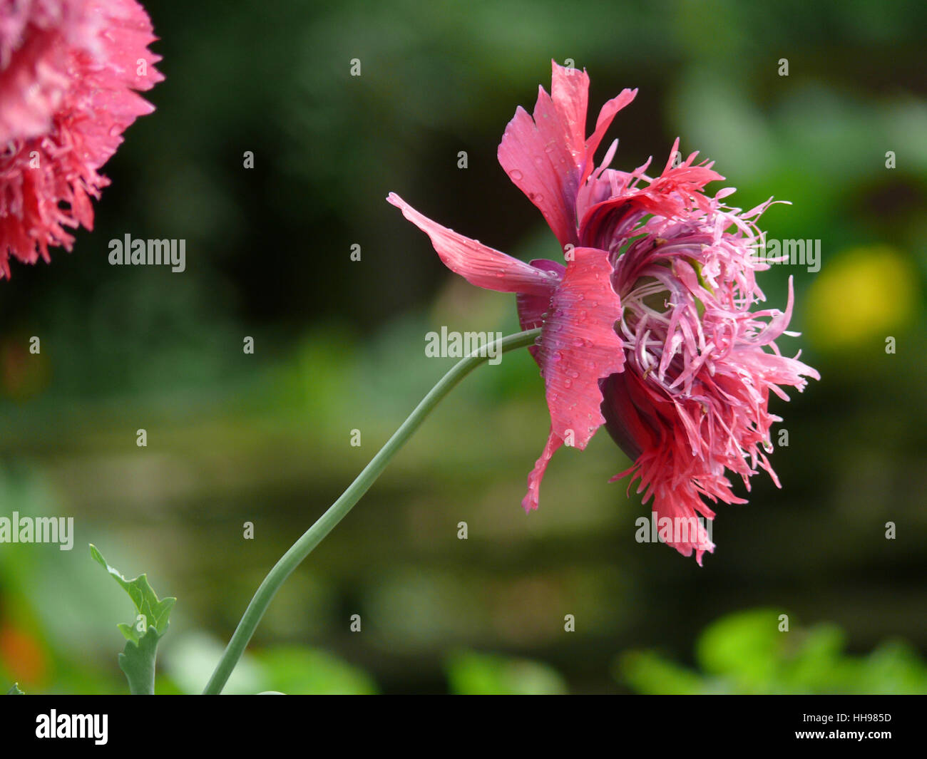 oriental poppy (hybrids Stock Photo - Alamy