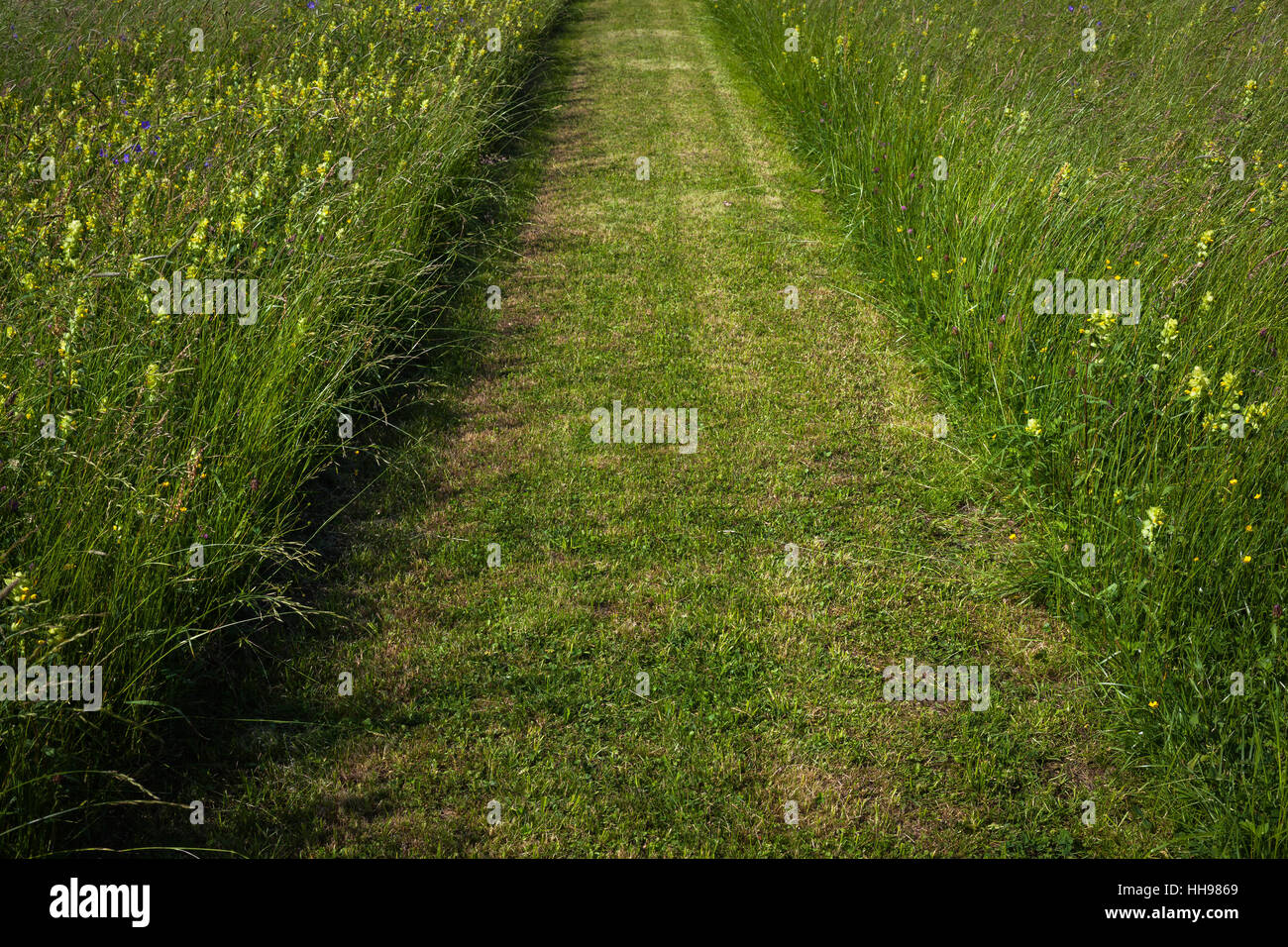 garden, blade, blade of grass, meadow, grass, lawn, green, gardens, mow ...