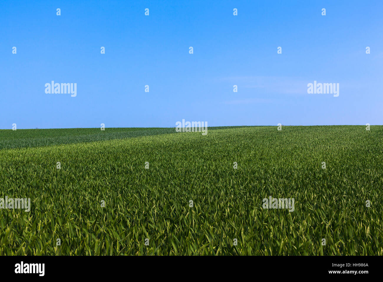 horizon, field, grain, azure, grain field, firmament, sky, scenery ...