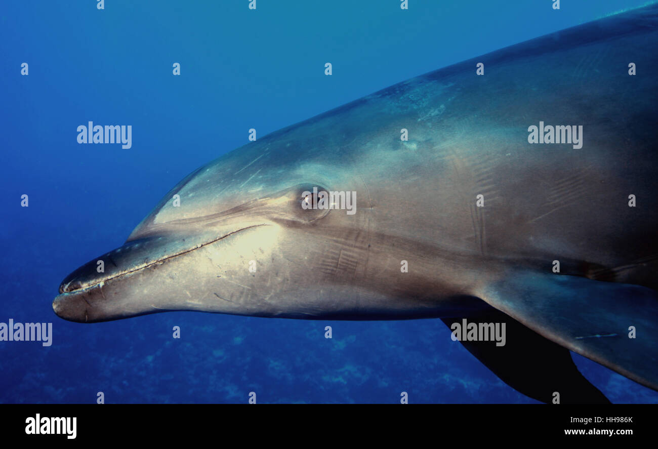 dolphin, pacific, salt water, sea, ocean, water, porpoise, whale ...