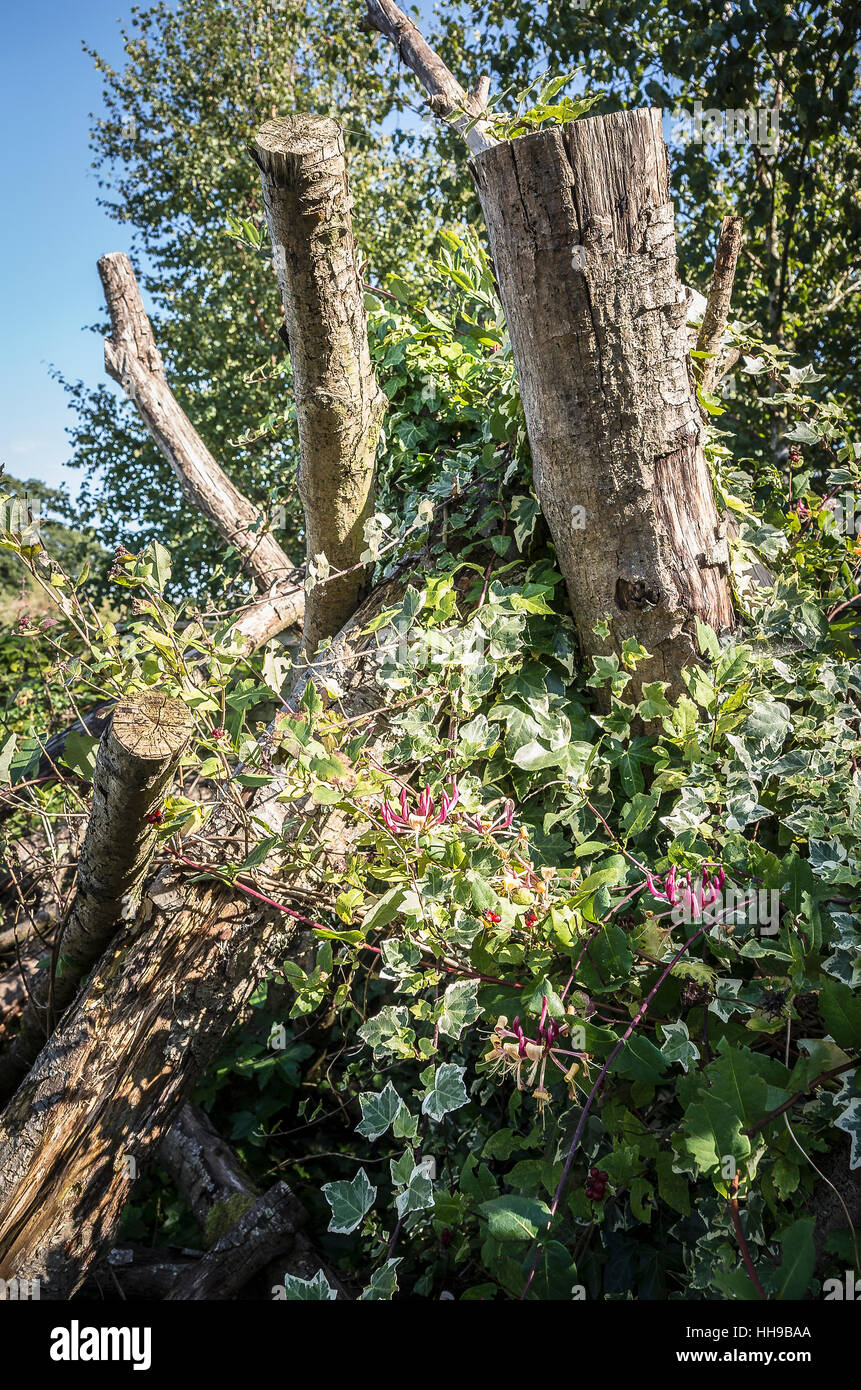 Scrambling evergreen tree hi-res stock photography and images - Alamy