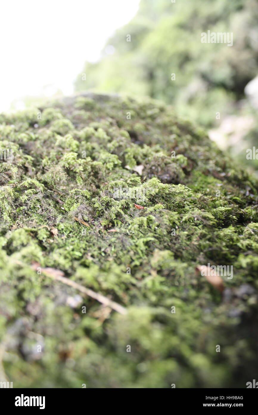 Mossy rock, close up Stock Photo - Alamy