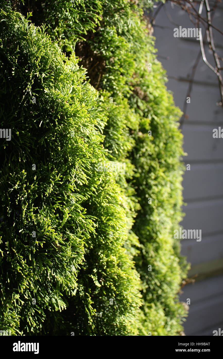 Conifer hedging hi-res stock photography and images - Alamy