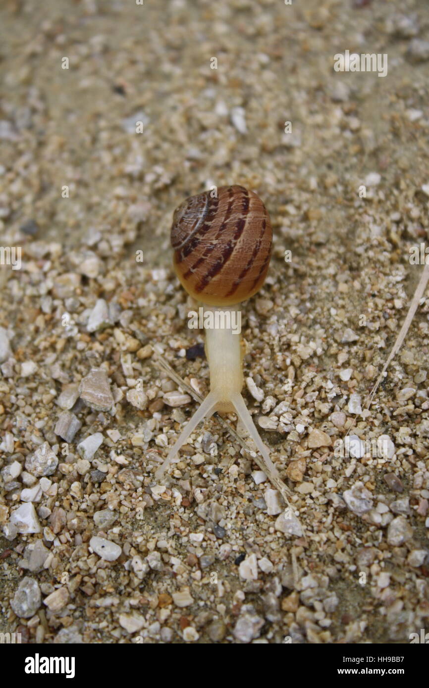 Large Sea Snail Species: Largest Snail Species – SKRW