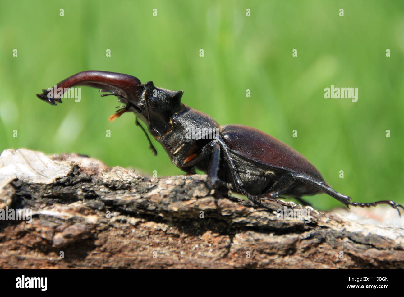 insect, beetle, stag-beetle, horns, protected, sheltered, insect ...