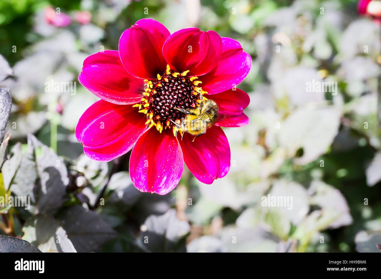 Dahlia Roxy flowering in September in the UK Stock Photo - Alamy