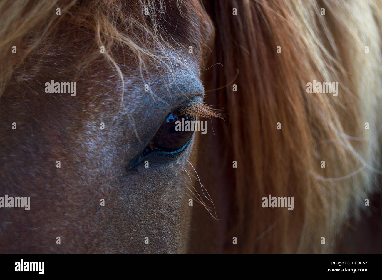 Pretty pony staring (portrait Stock Photo - Alamy