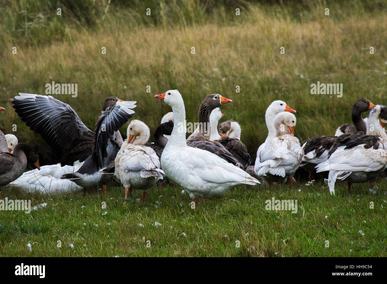 Geese staring and stretching on a farm Stock Photo - Alamy
