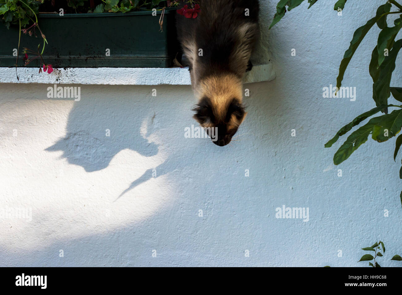 Cat jumping with its shadow Stock Photo - Alamy
