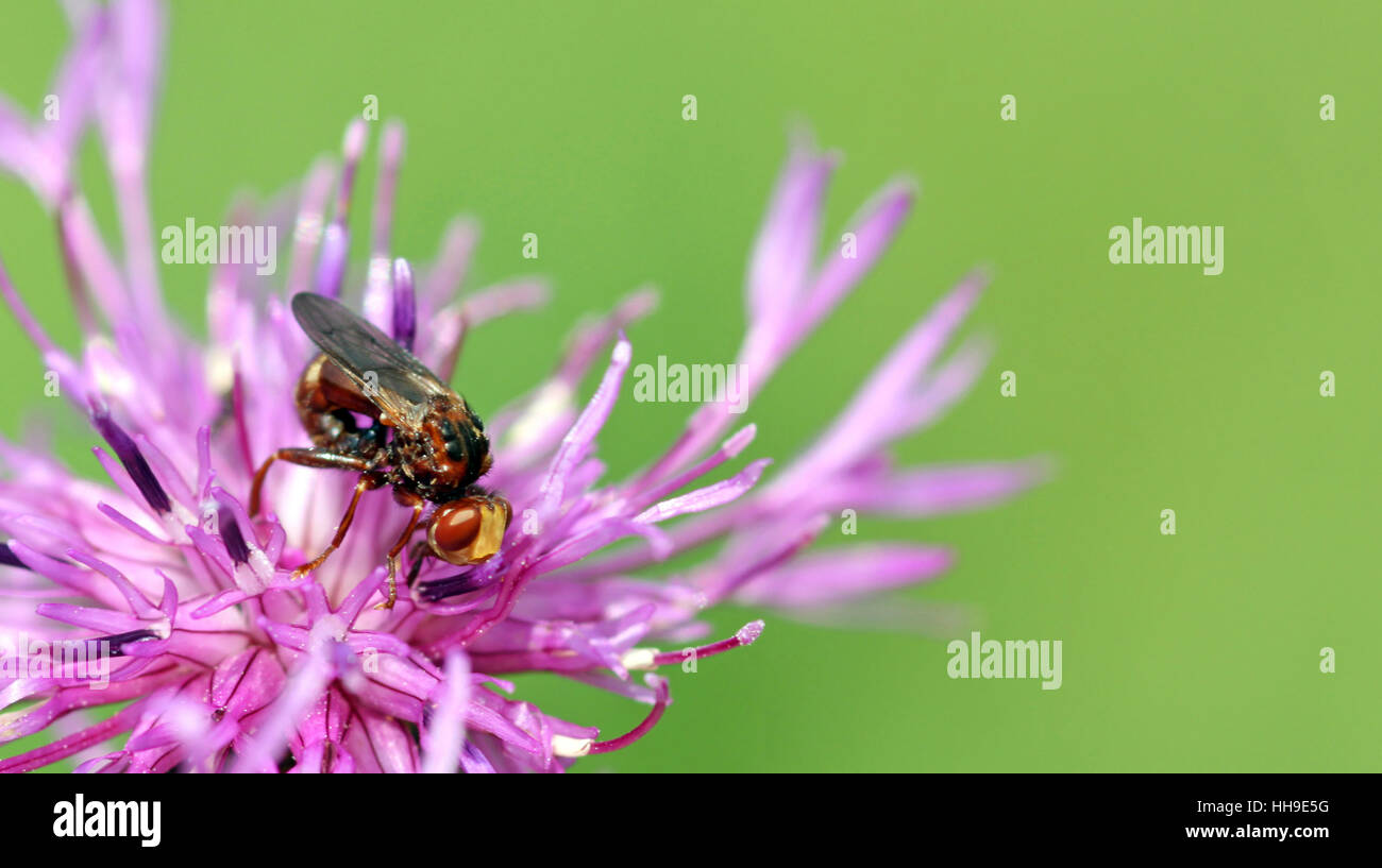 parasite, insect, purple, fly, parasite, blasenkopffliege, sicus Stock ...