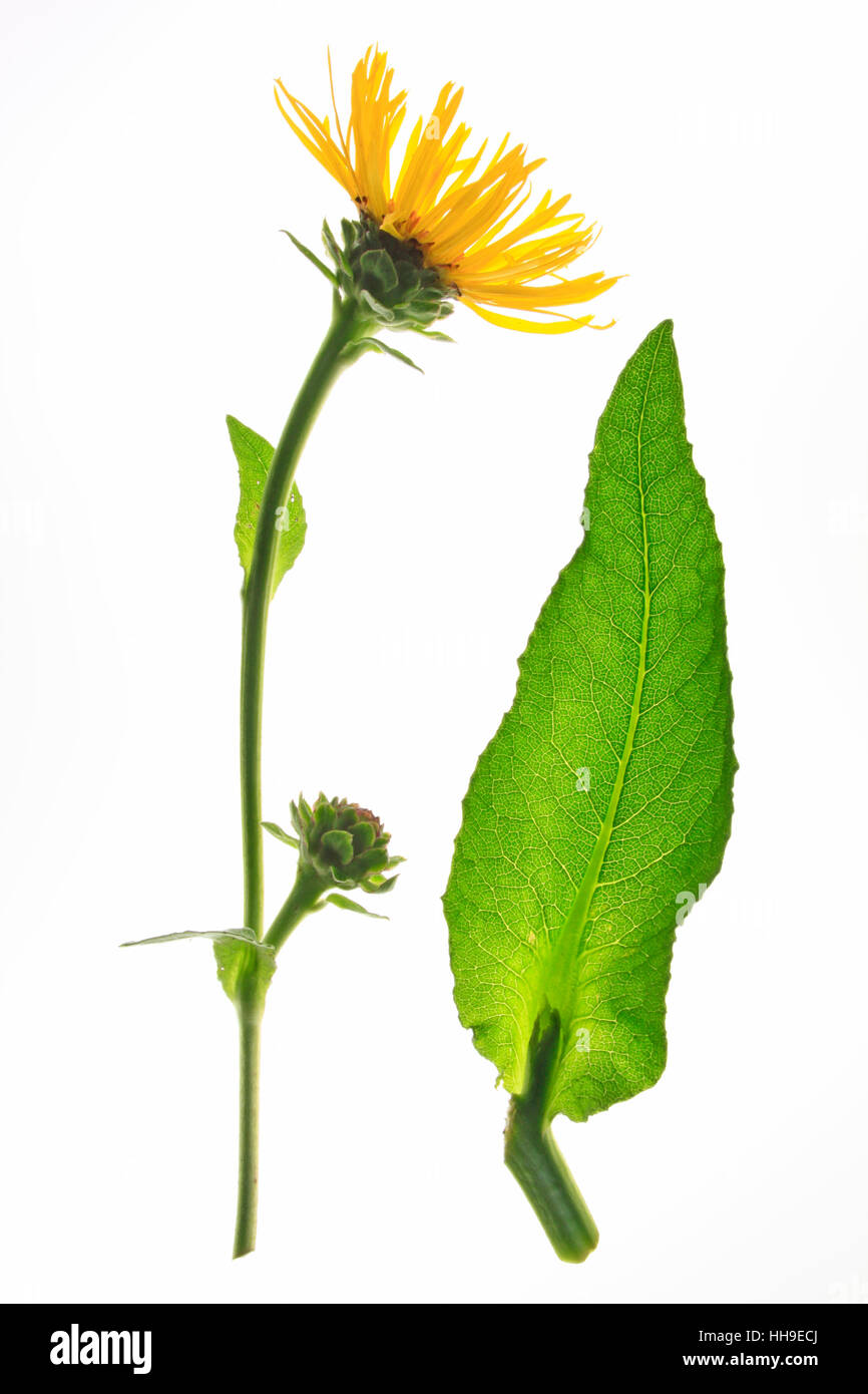 optional, bloom, blossom, flourish, flourishing, medicinal plant, truer ...