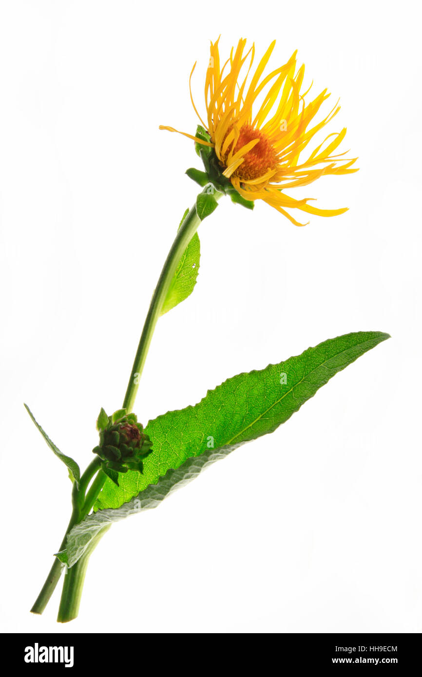 elecampane (inula helenium Stock Photo - Alamy