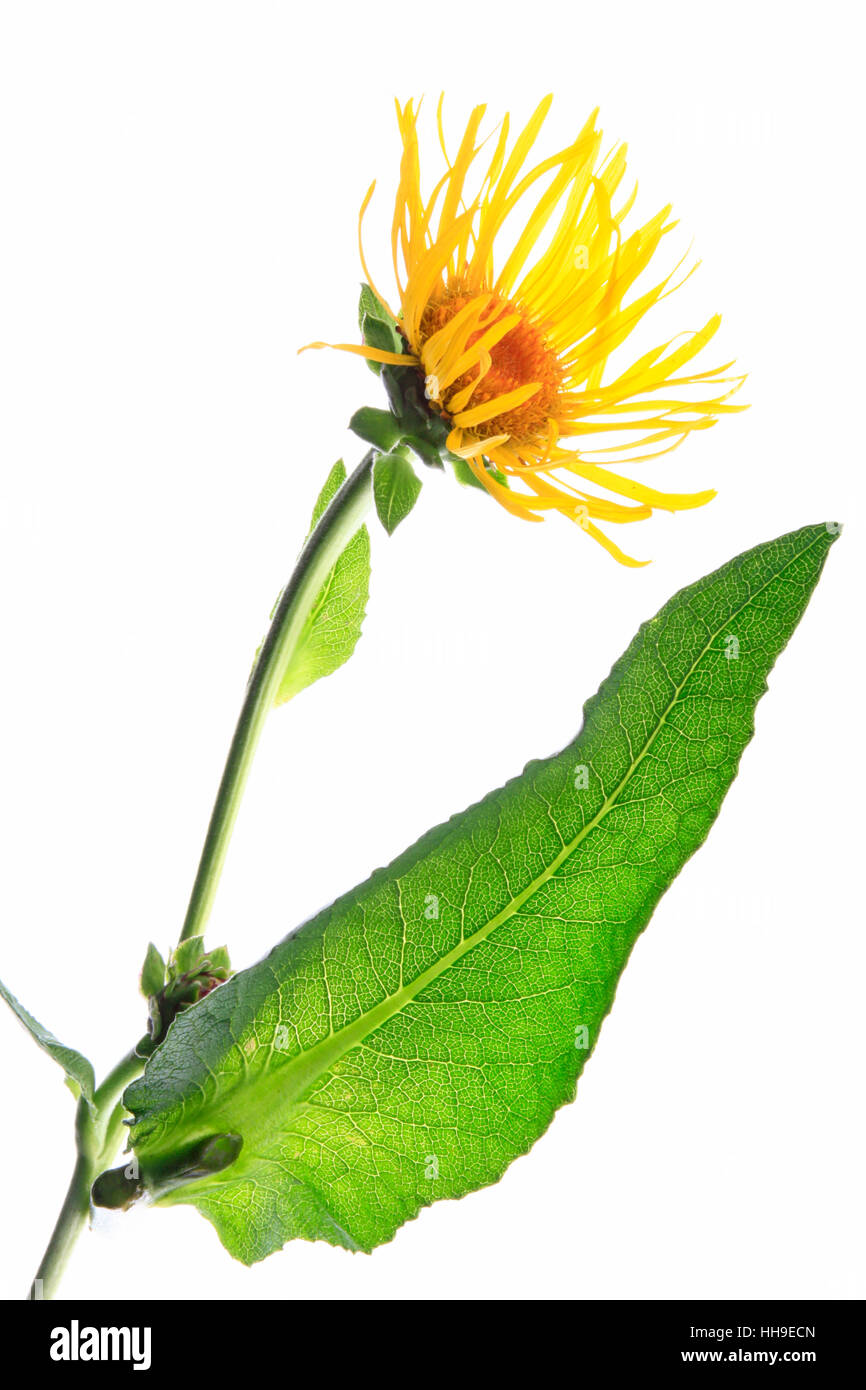 optional, bloom, blossom, flourish, flourishing, medicinal plant, truer ...