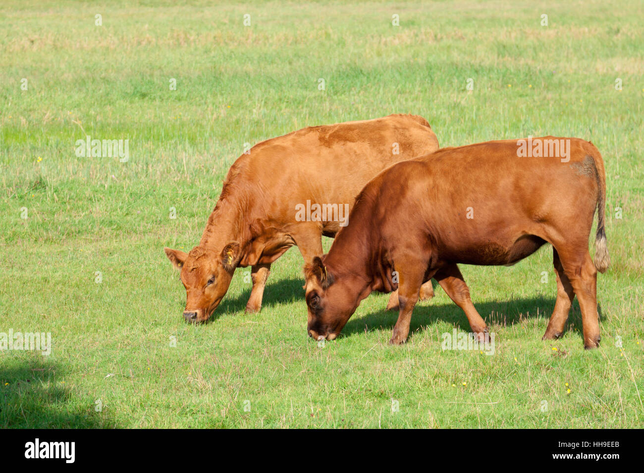 animals, cows, cattle, calves, meadow, willow, plant, animals, fields ...
