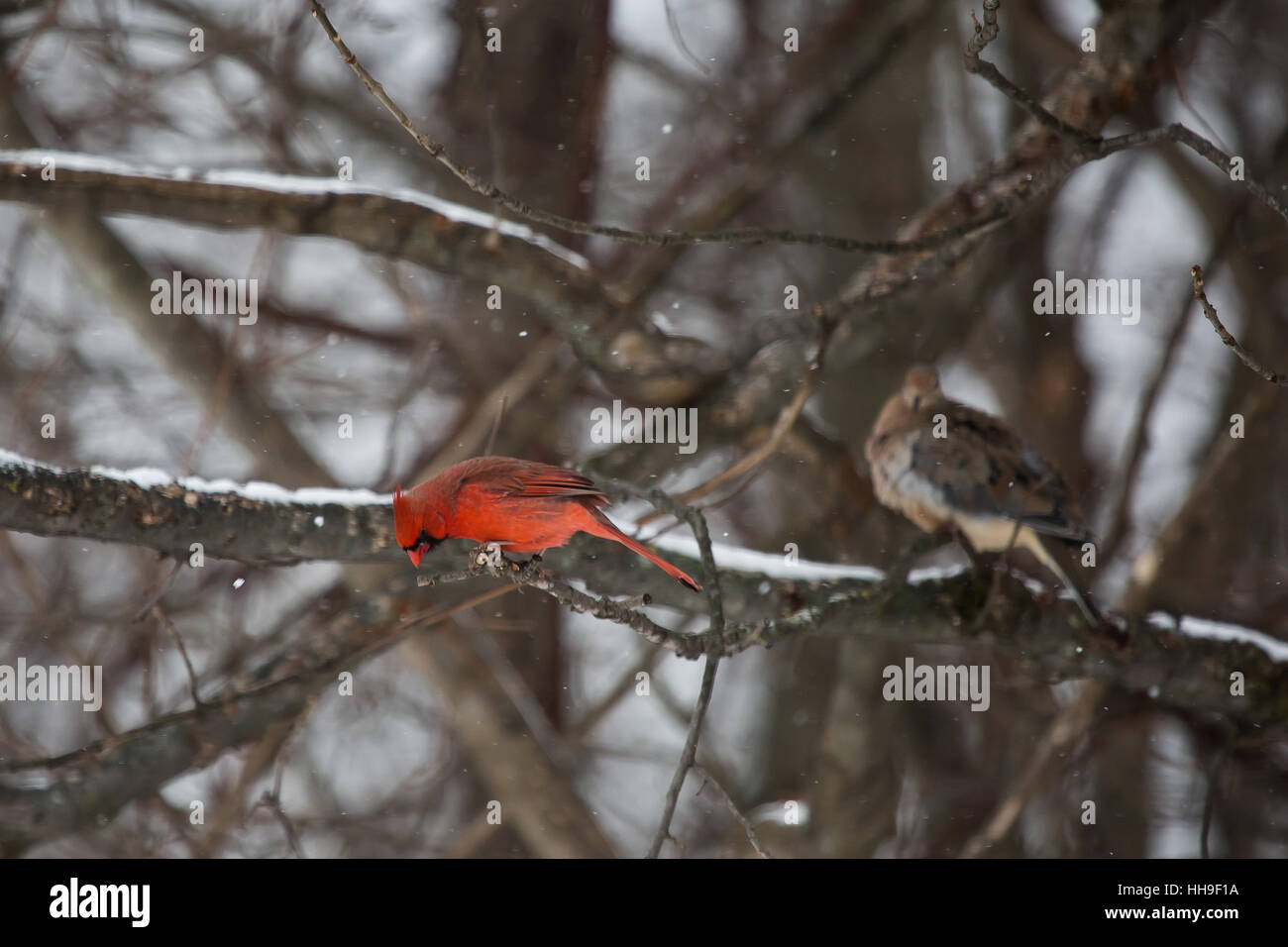 Cardinal in a winter woodland setting Stock Photo - Alamy