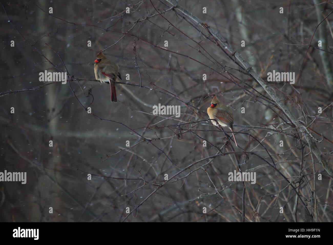 Cardinal in a winter woodland setting Stock Photo - Alamy