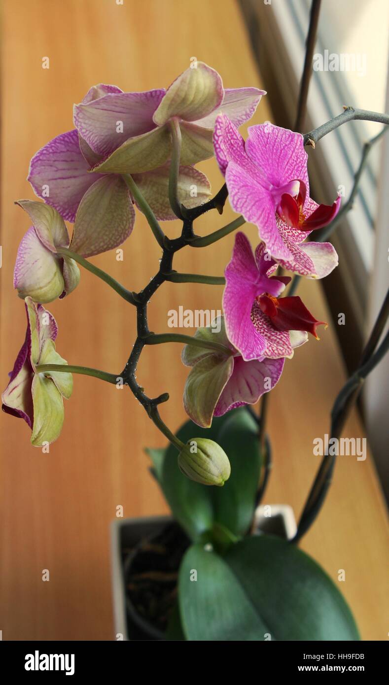 Lilane hi-res stock photography and images - Alamy