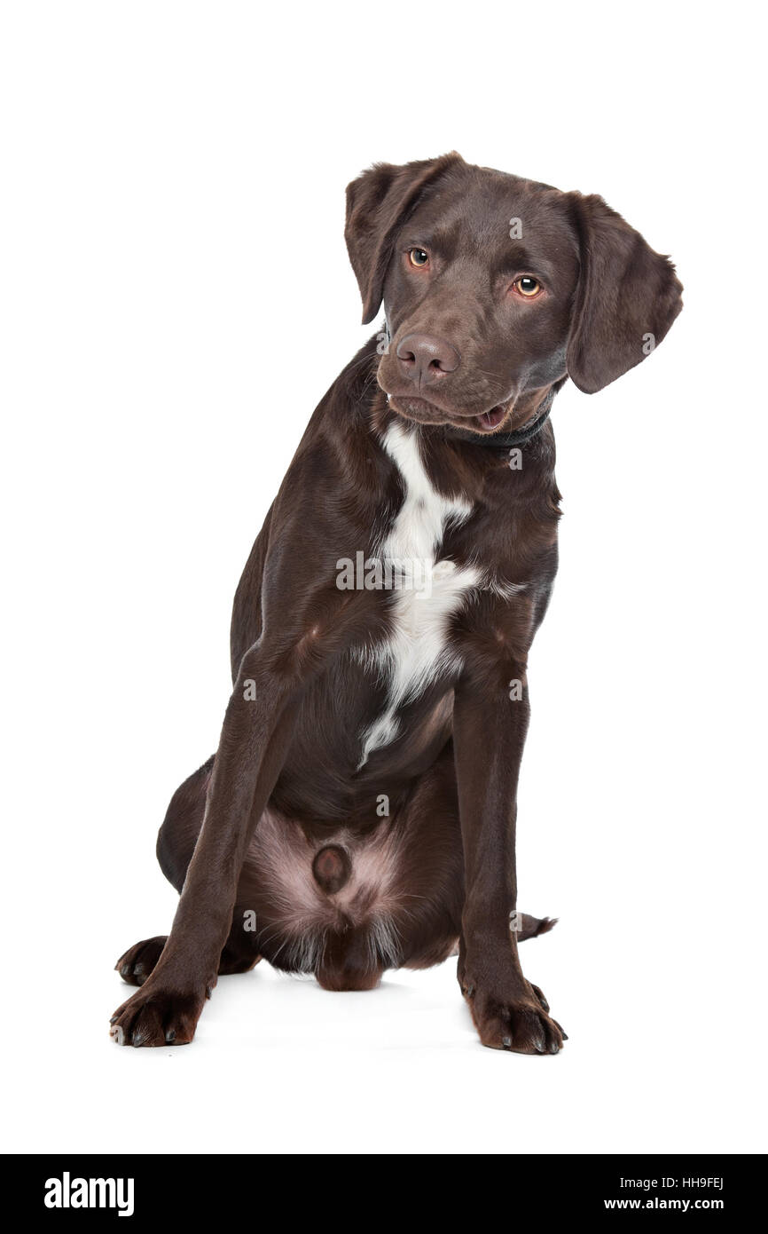 pet, animal, pet, mammal, dog, studio, mongrel, vertebrate, mixed ...