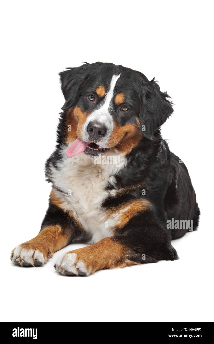 pet, isolated, animal, pet, mammal, brown, brownish, brunette, dog ...