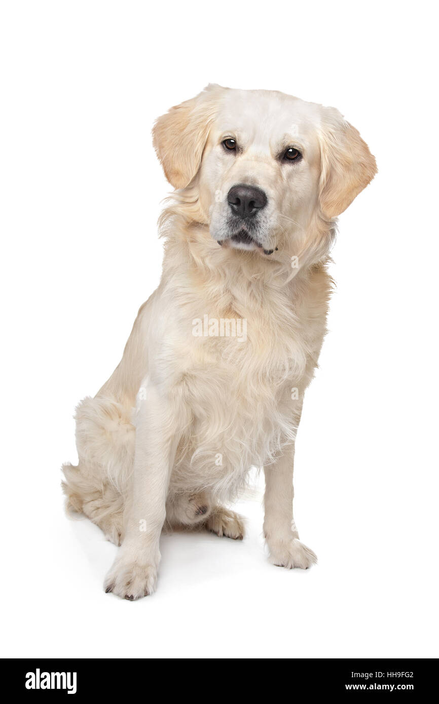 pet, isolated, animal, pet, mammal, dog, studio, beige, one, young ...