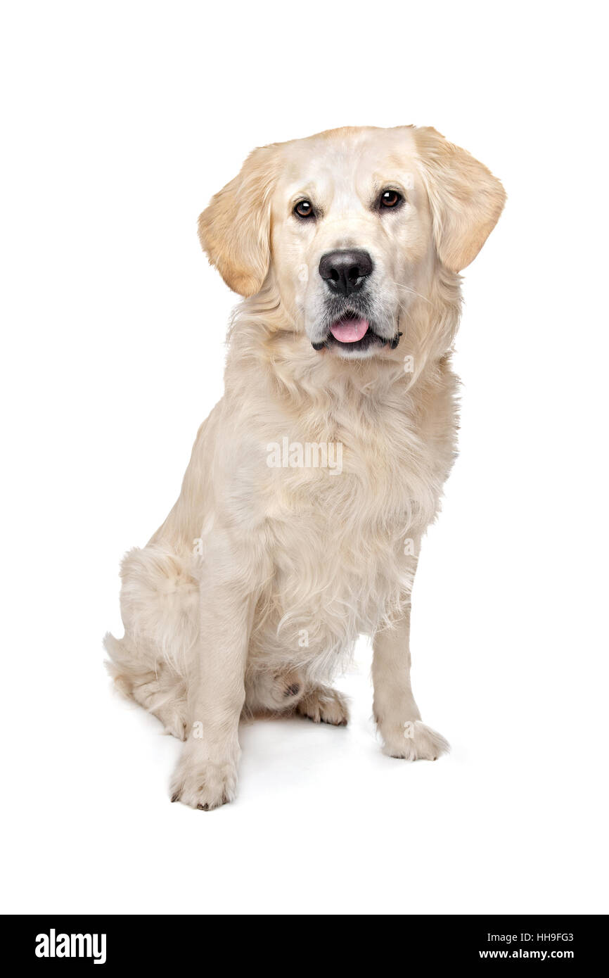 pet, isolated, animal, pet, mammal, dog, studio, beige, one, young ...