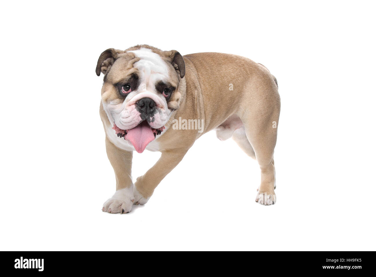 pet, isolated, animal, pet, mammal, brown, brownish, brunette, dog ...