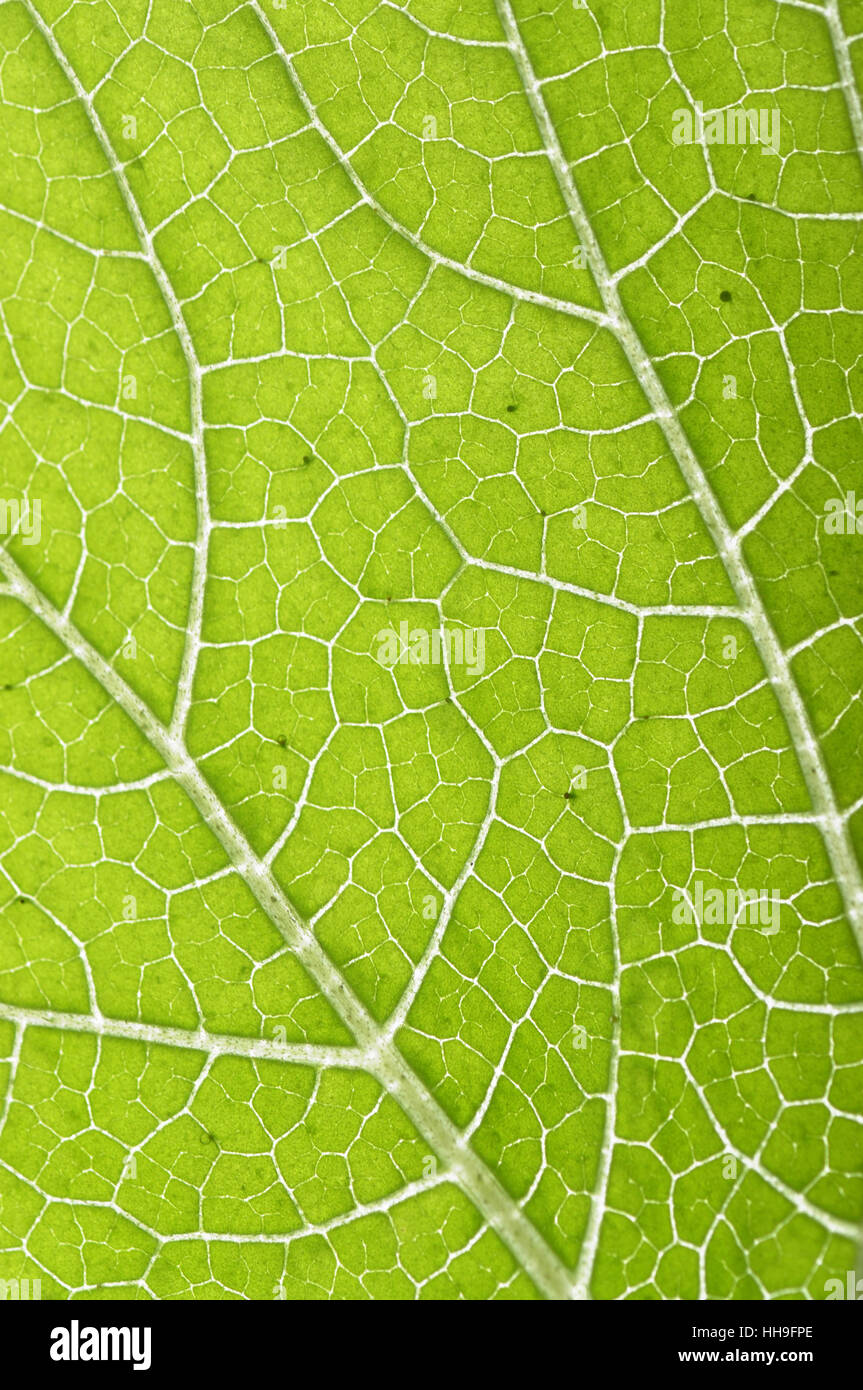 leaf, pattern, structure, backdrop, background, nature, texture ...