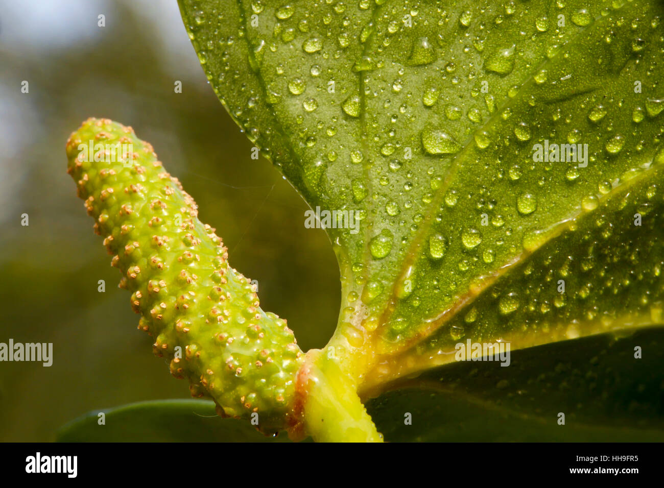 wet, decorative plant, page, sheet, flamingo flower, water, plant, drop ...