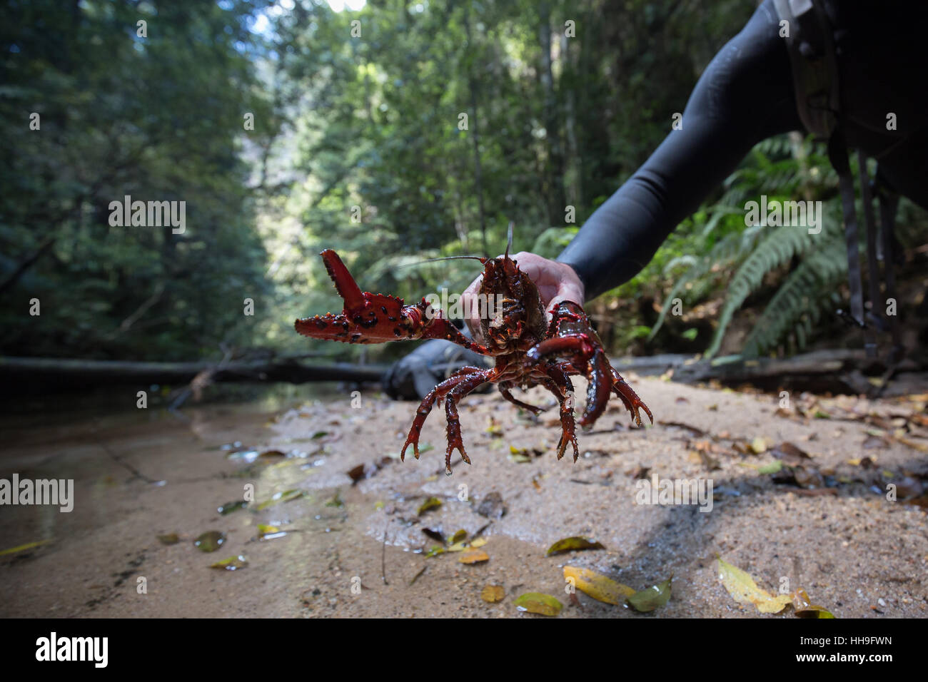 Yabbie crayfish hi-res stock photography and images - Alamy Yabbie crayfish hi-res stock photography and images - Alamy