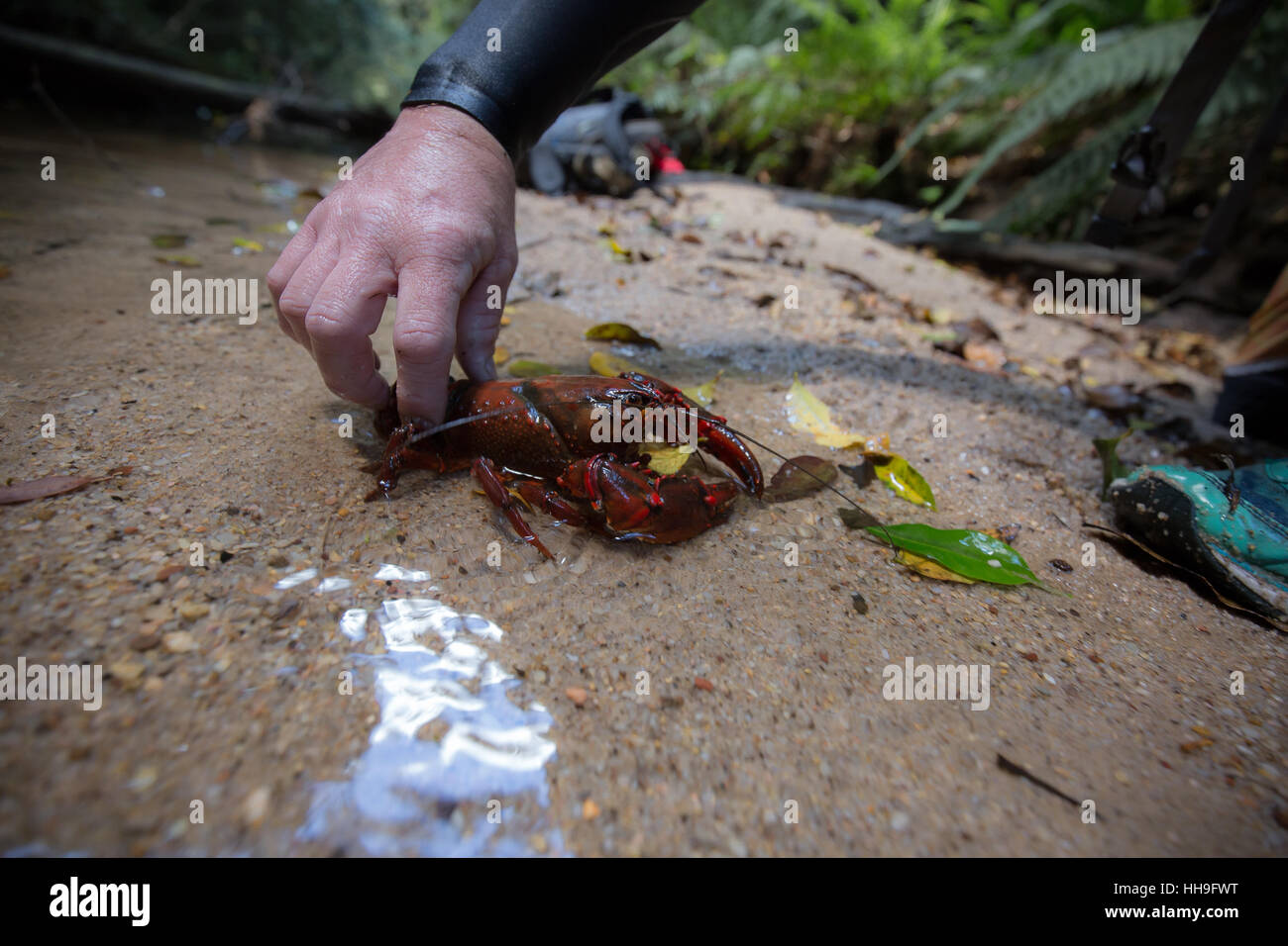 freshwater crayfish (yabbie) in blue mountains, australia Stock Photo ... freshwater crayfish (yabbie) in blue mountains, australia Stock Photo ...