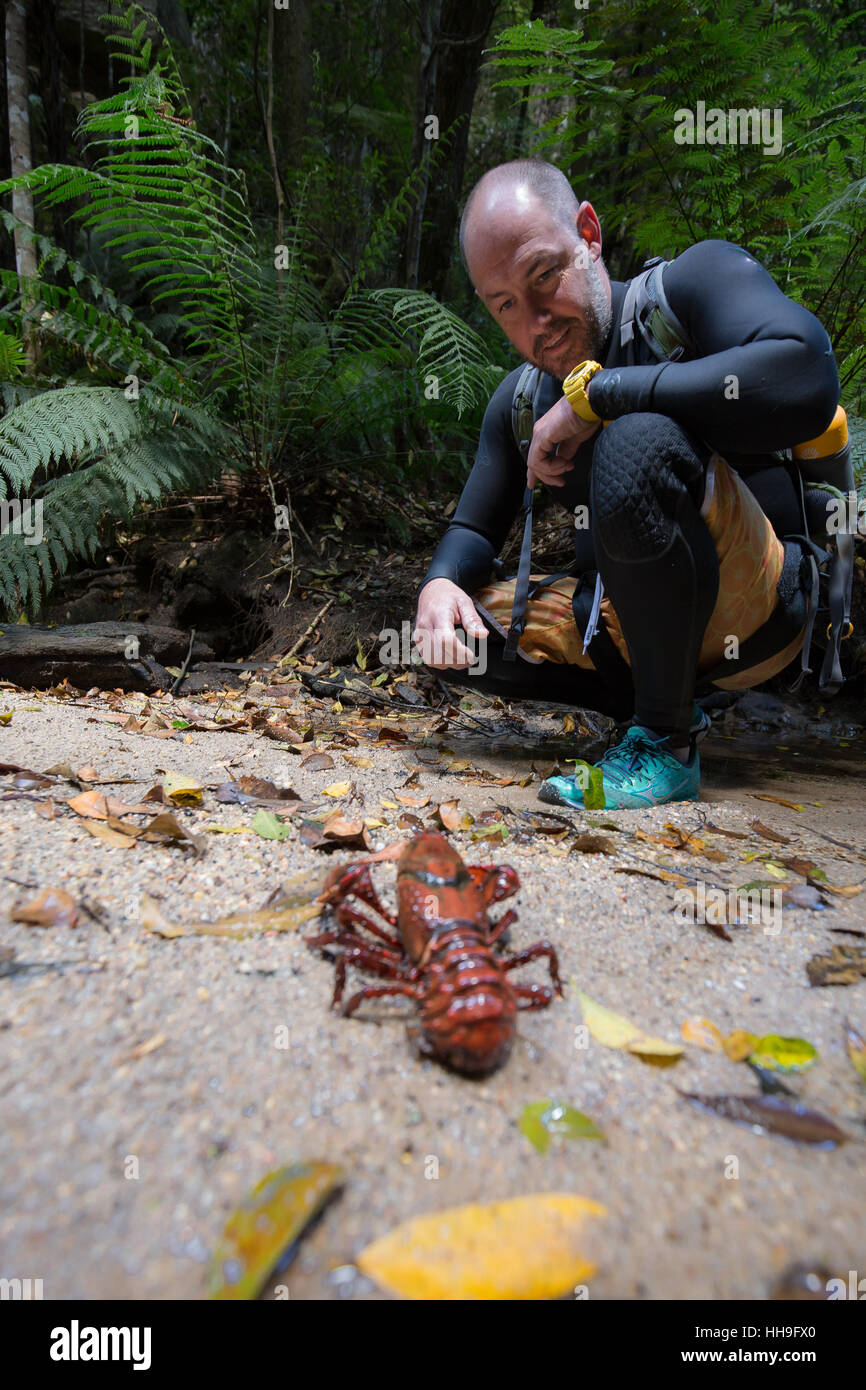 freshwater crayfish (yabbie) in blue mountains, australia Stock Photo ...