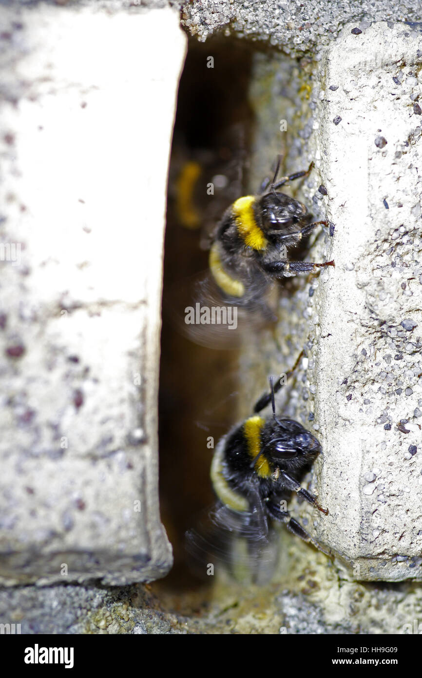 insect, insects, bees, bumblebees, bee, insect, insects, animals ...