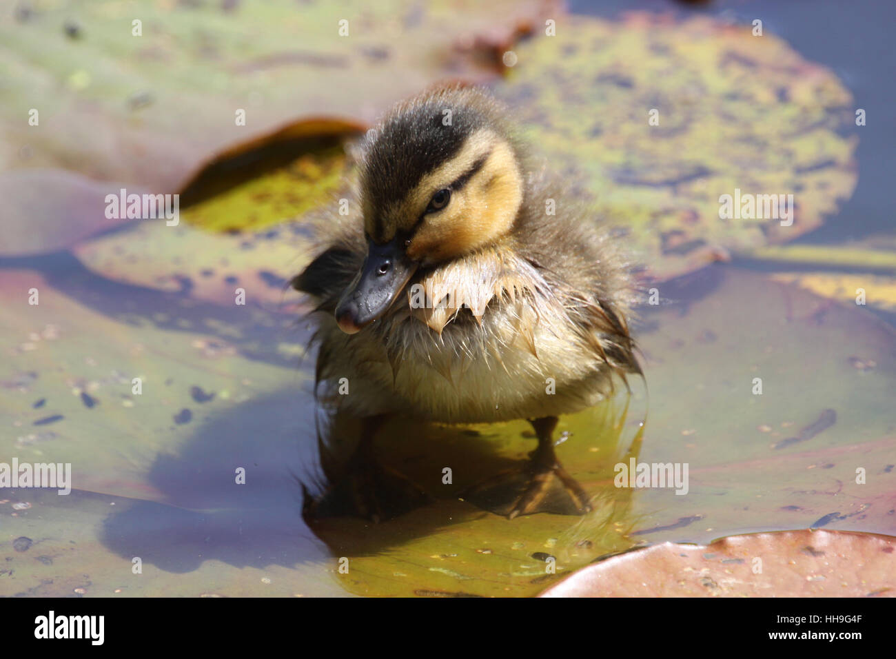 small, tiny, little, short, chick, mallard, cute, waters, animal, bird ...