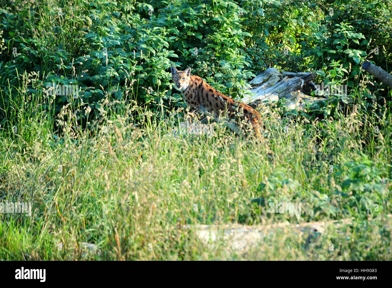 danger, wild, bush, predator, natural preserve, wild animal, cat, big ...