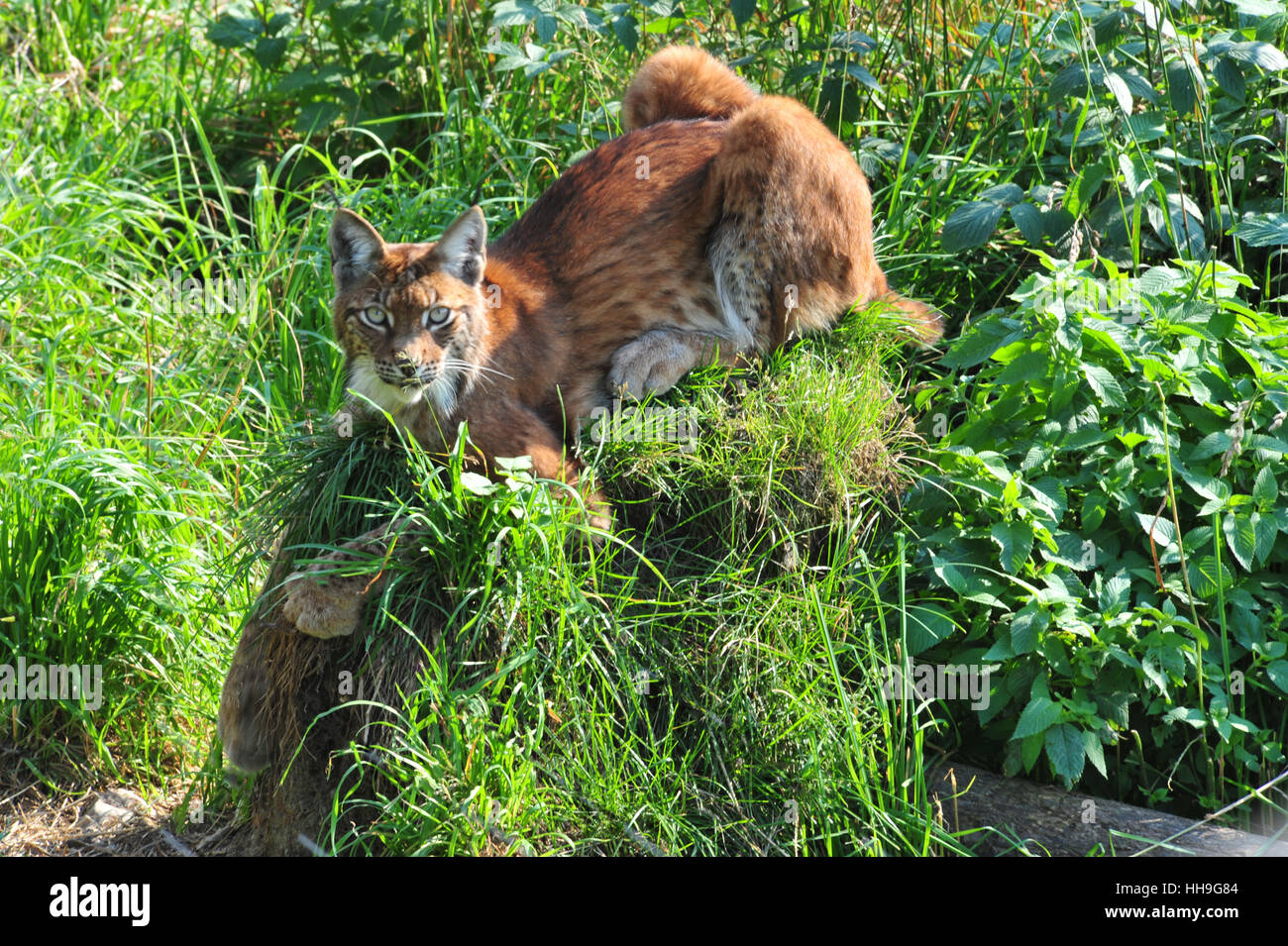 danger, predator, lurk, natural preserve, wild animal, cat, big cat ...