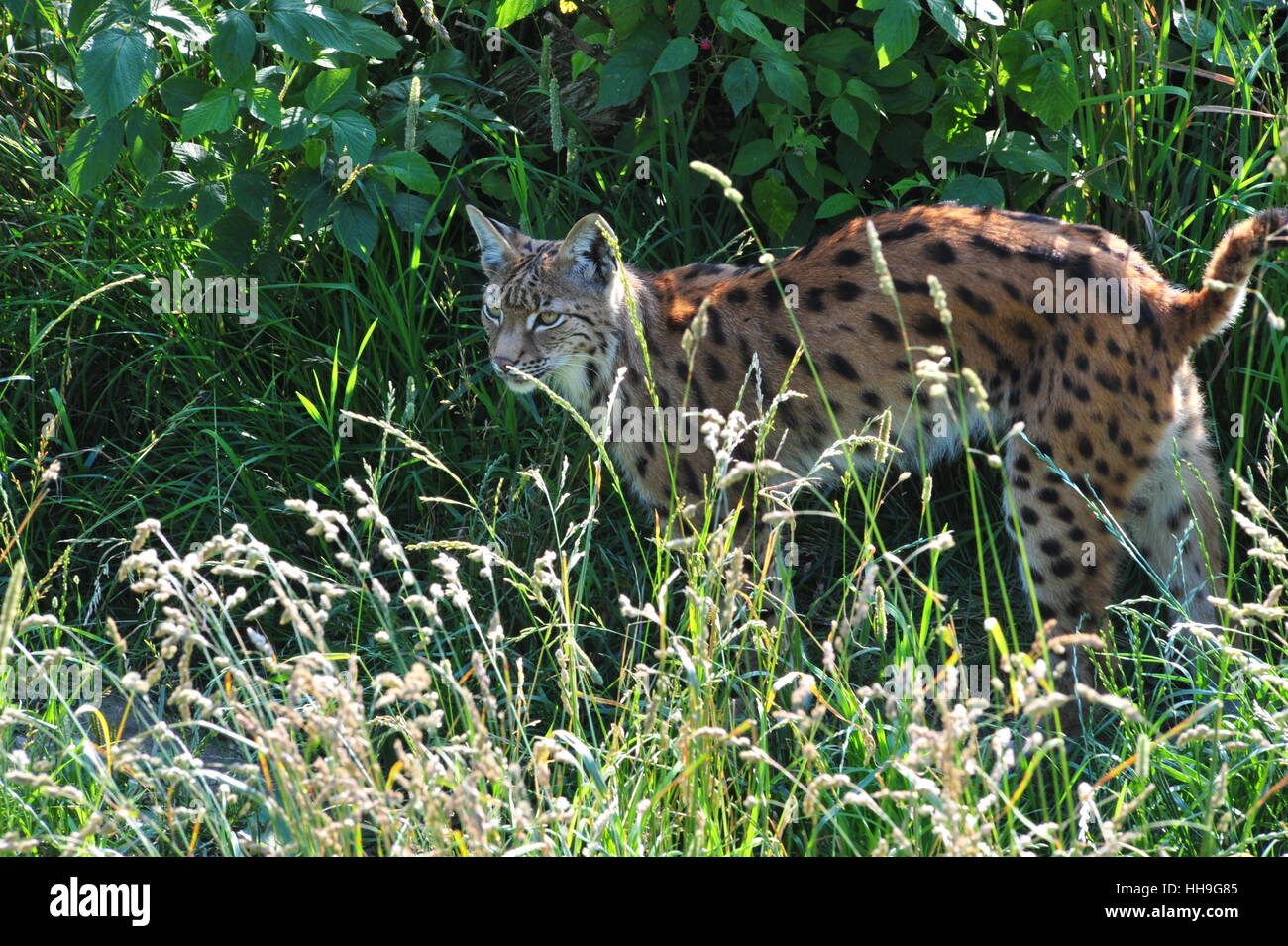 danger, hunt, predator, natural preserve, wild animal, cat, big cat ...