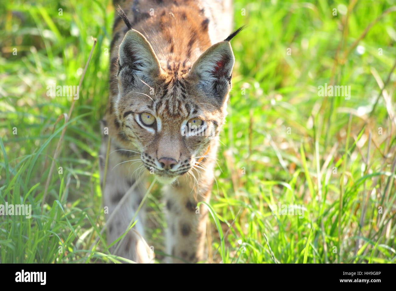 portrait, skin, predator, natural preserve, wild animal, cat, big cat ...