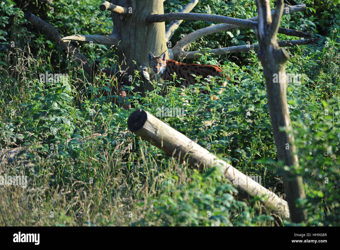 hunt, predator, natural preserve, wild animal, cat, big cat, feline ...