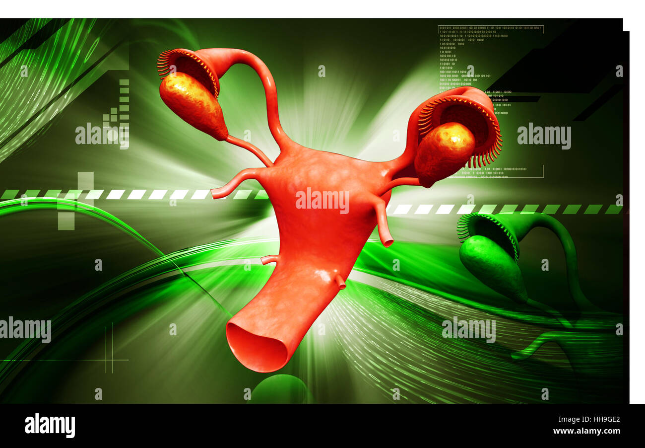 Uterine cell hi-res stock photography and images - Alamy