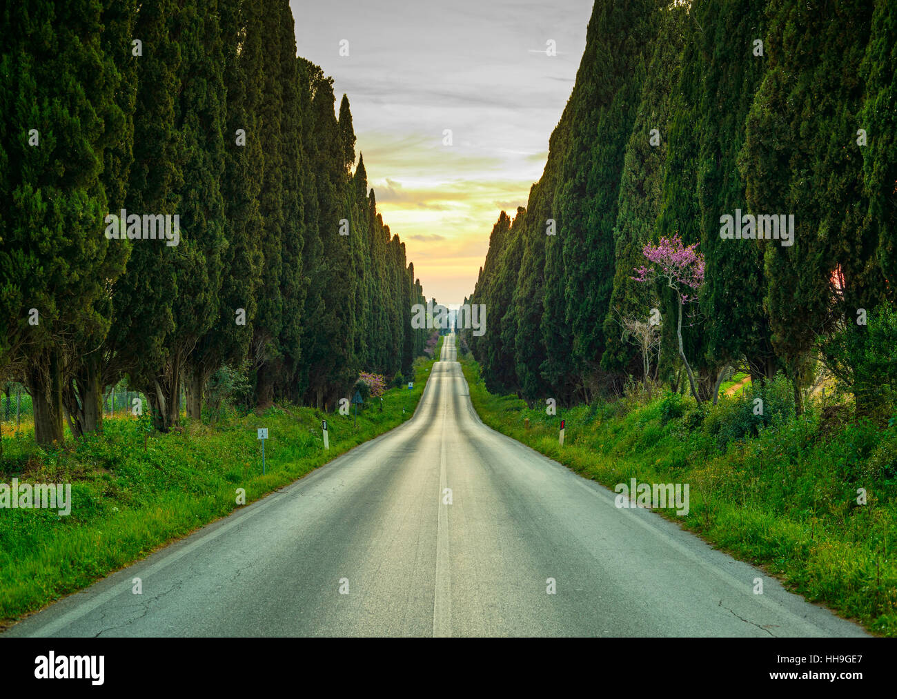 Bolgheri famous cypresses trees straight boulevard landscape. Maremma ...