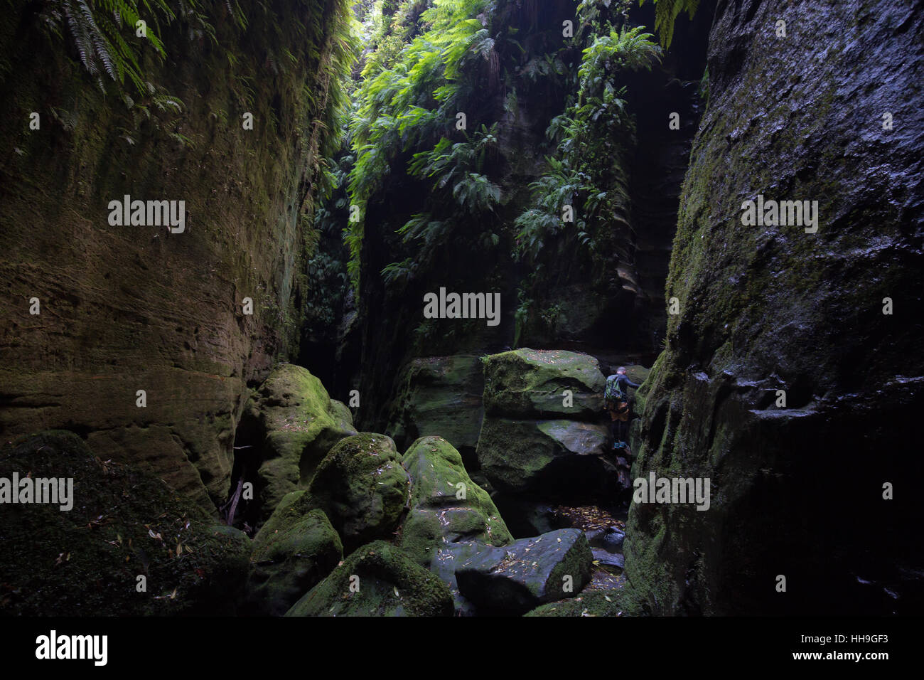 Australian yabby hi-res stock photography and images - Alamy