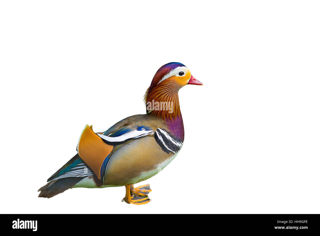 animal, look, glancing, see, view, looking, peeking, looking at, duck ...