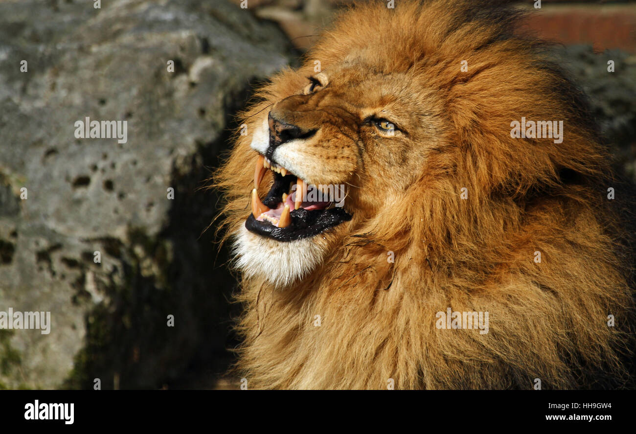mammal, africa, lion, cat, big cat, feline predator, portrait, predator ...