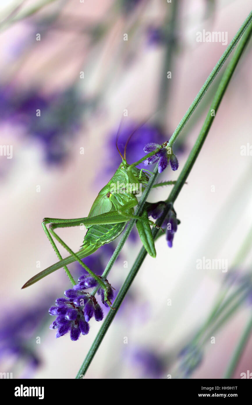 grasshopper, lavender, blue, insect, green, fauna, flora, botany ...