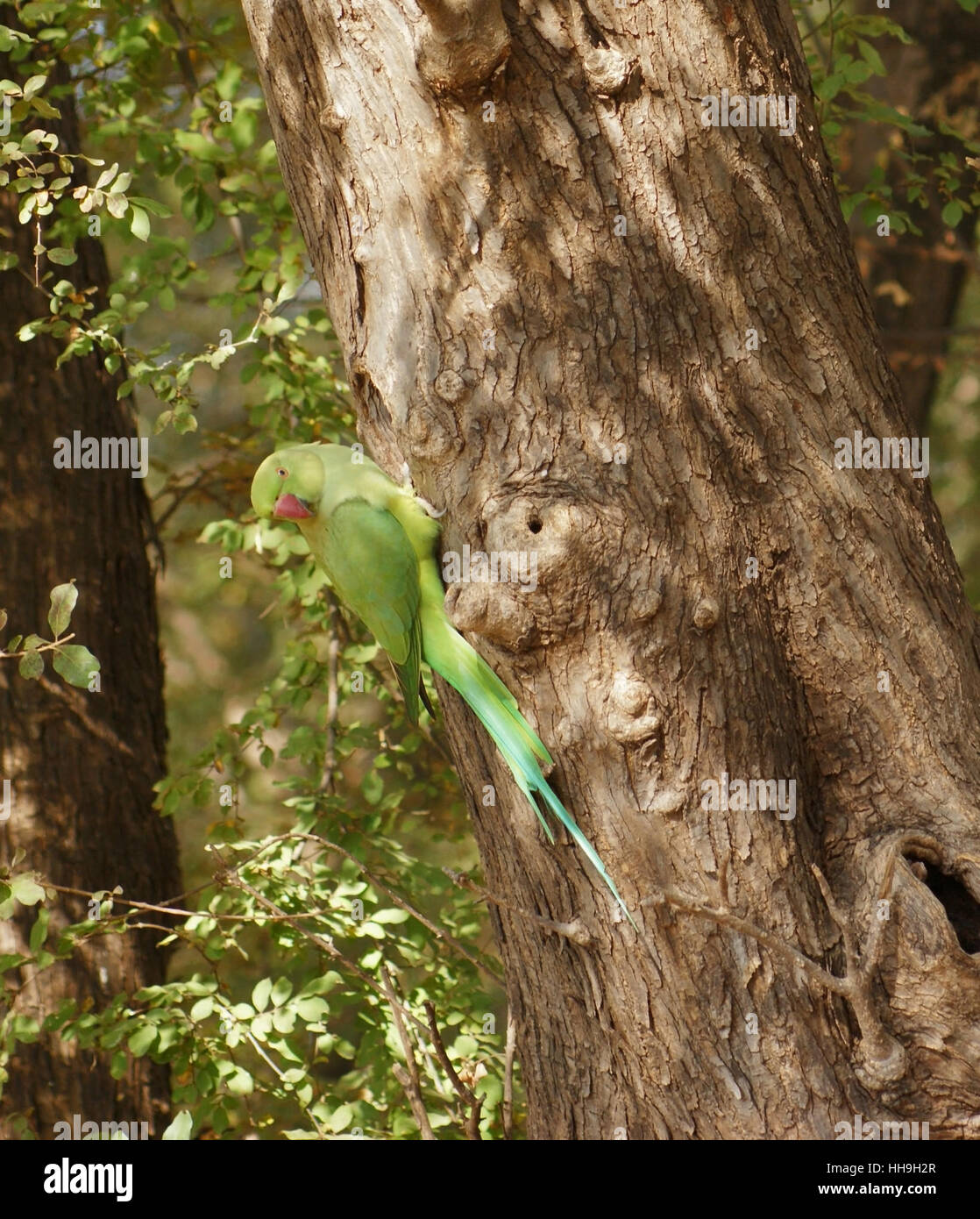 bird named Rose-ringed Parakeet in India Stock Photo - Alamy