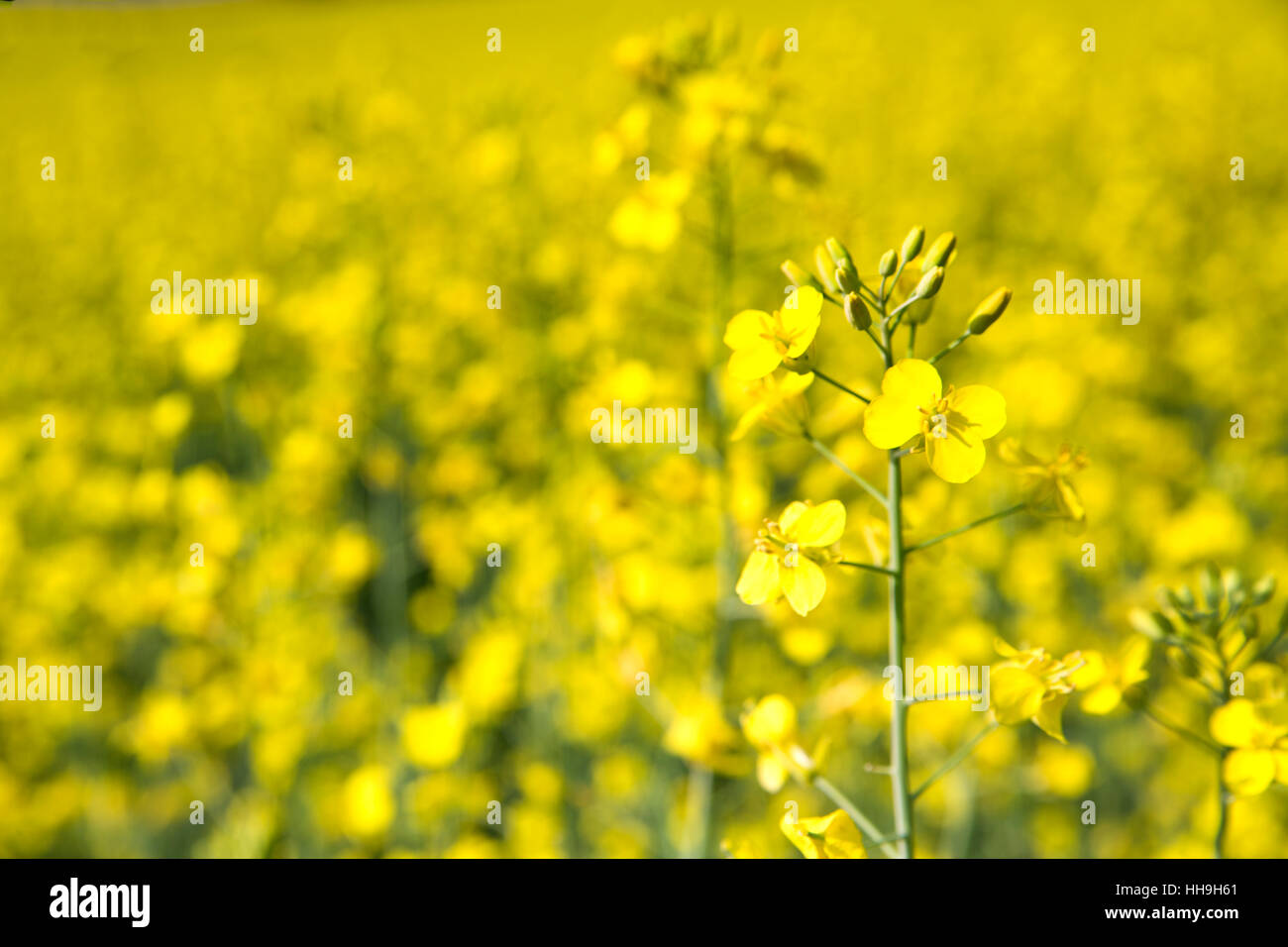 Zoomed plants hi-res stock photography and images - Alamy