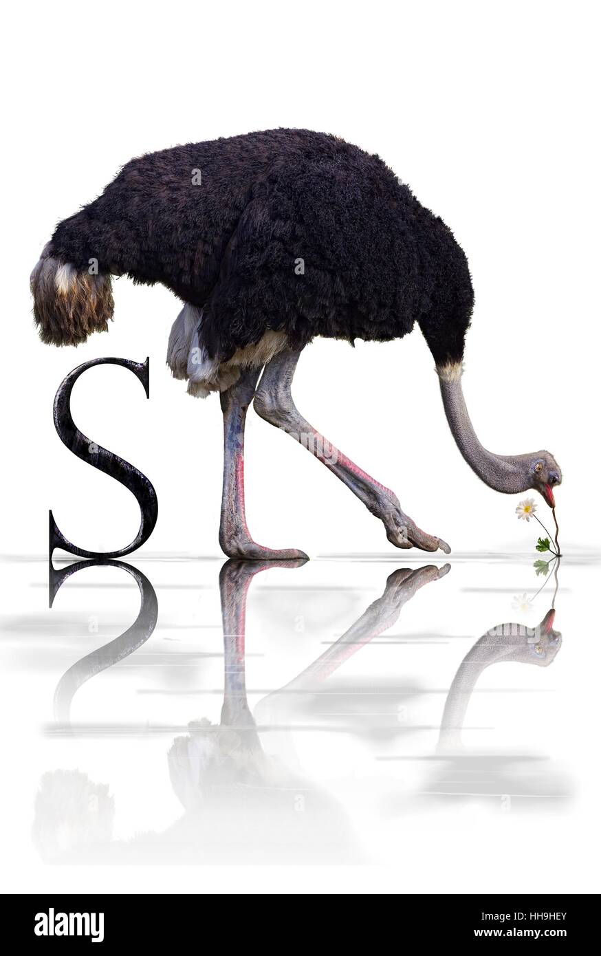 animal, bird, africa, birds, illustration, drawing, photo, picture ...