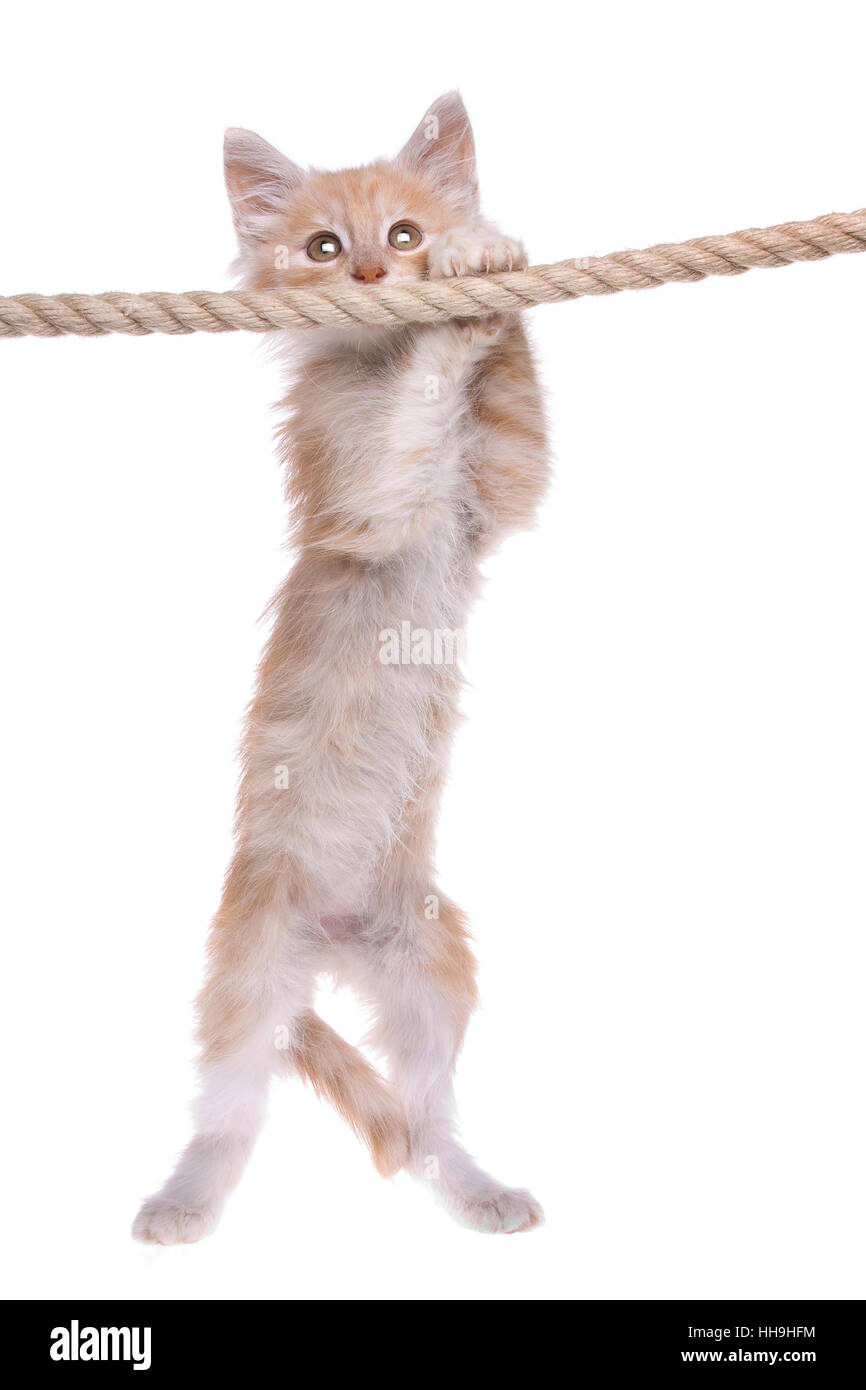 Red Norwegian forest kitten hanging on a rope Stock Photo - Alamy
