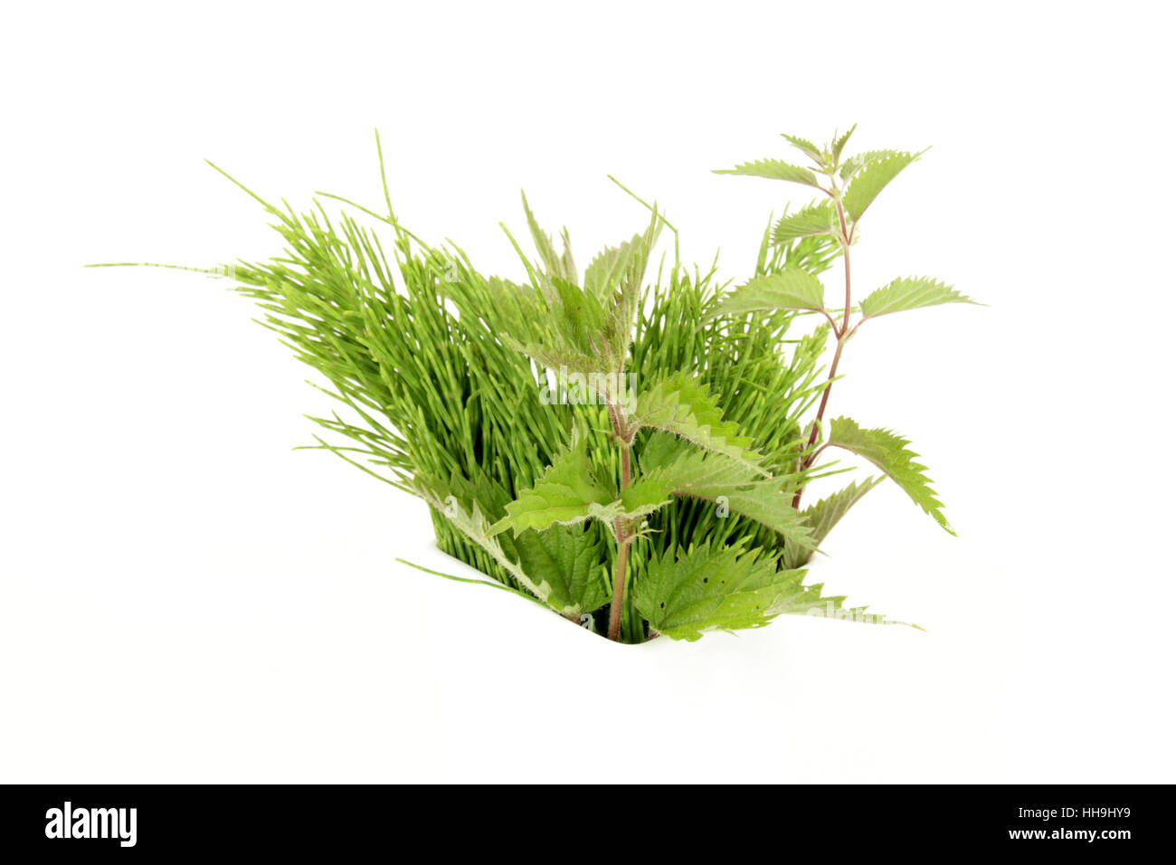 stinging nettle, horsetail, nettle, isolated, basket, stinging nettle ...